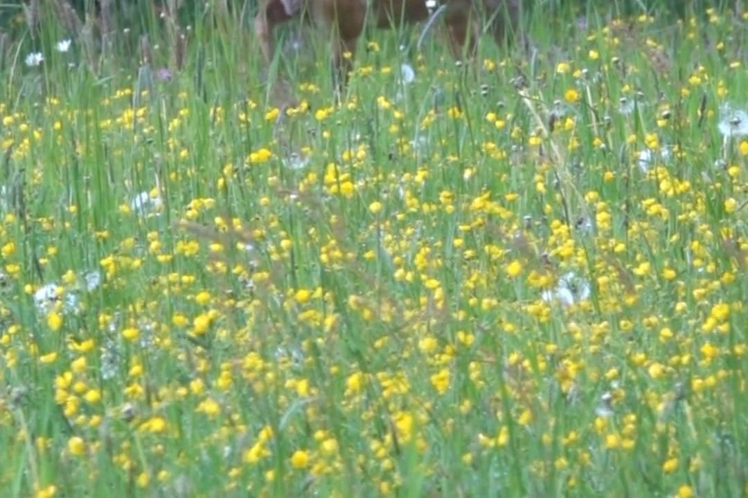Golfanlage Holledau: Rehe bereichern die Runde - Golf Post