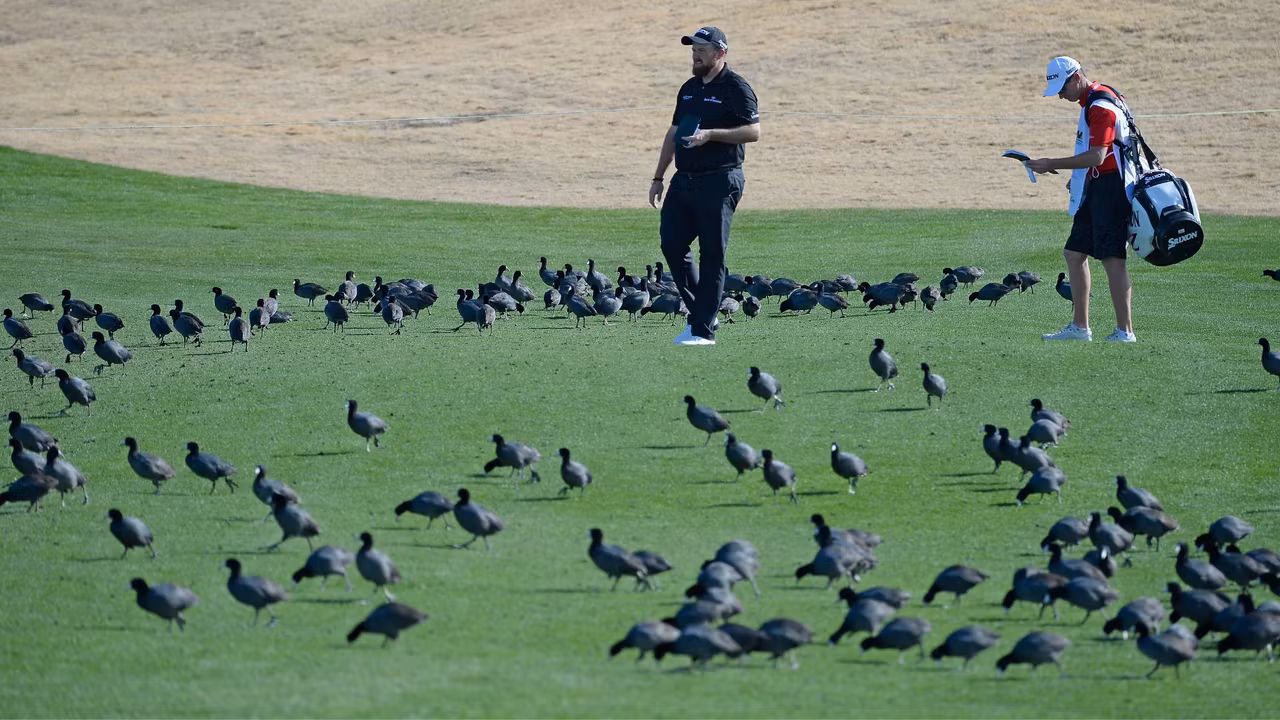 Birdie, Par, Bogey, Eagle - warum Golfer gerne "einen Vogel" haben ...